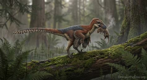 Atrociraptor Pictures And Facts The Dinosaur Database