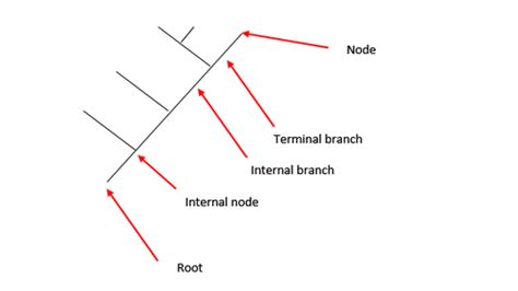 Phylogeny Flashcards Quizlet