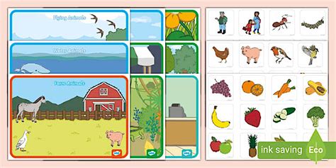 Category Sorting Activity Twinkl Eyfs