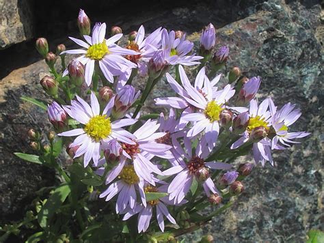 Sea Aster Aster Tripolium Wildlife Insight