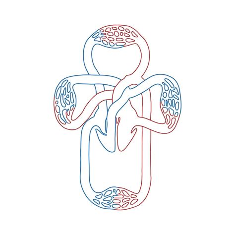 Premium Vector The Cardiovascular Human System Outline Medical Illustration