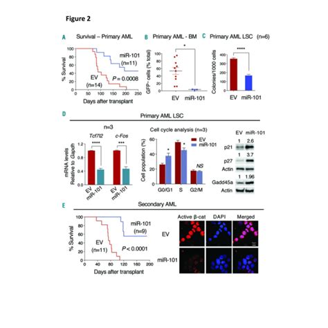 Mir 101 Reduces Tumor Burden In Human Mll Af9 Molm 13 Xenografts A Download Scientific
