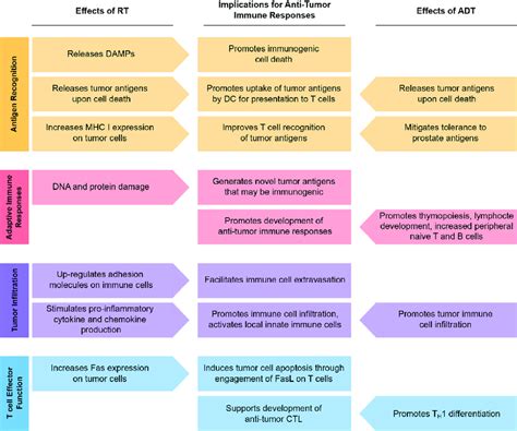 Cellular And Molecular Effects Of Adt And Rt As They Relate To The Download Scientific Diagram