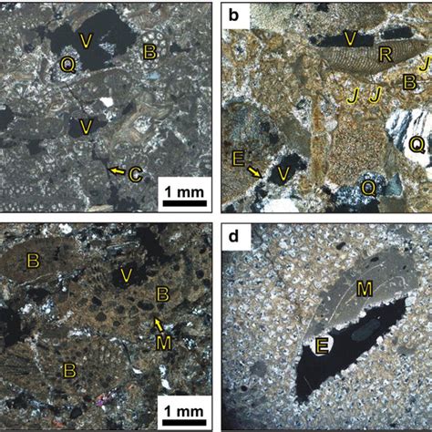 Carbonate Lithofacies Viewed In Thin Section Crossed Nicols A