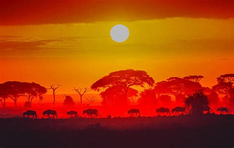 Amboseli Sunrise Photograph By Jeffrey C Sink Fine Art America