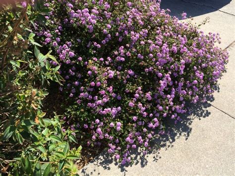 Exemplary Purple Trailing Lantana Hanging Plants In Garden