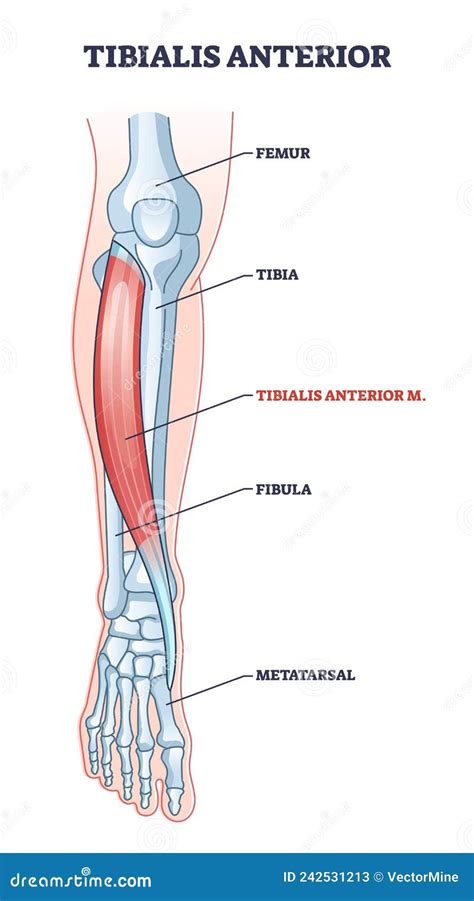Tibialis Anterior Muscle With Human Leg Skeletal Structure Outline