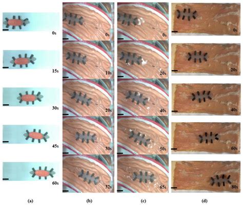 Biomimetics Special Issue Biomimetic Soft Robotics 20
