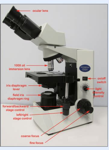 Lab Review Sheet Flashcards Quizlet