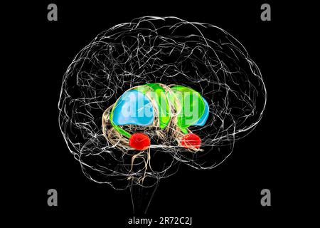 Dorsal Striatum With Putamen And Caudate Nucleus Or Basal Ganglia 3d