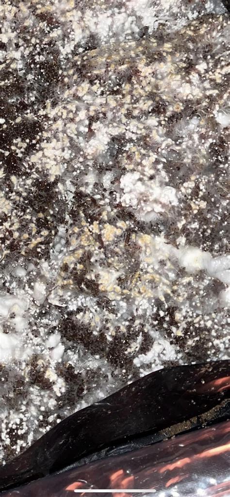 What Are These Brown Spots On My Mycelium 😫 Rshrooms