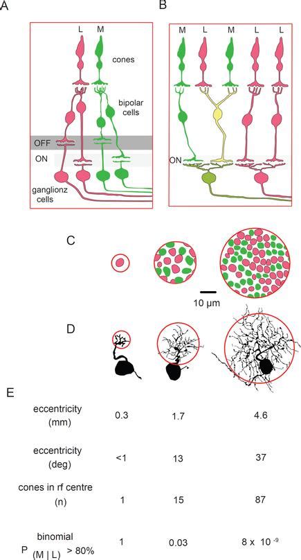 Color Signals In Retina And Lateral Geniculate Nucleus Of Marmoset Monkeys