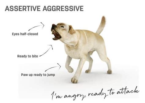 Dog Body Language