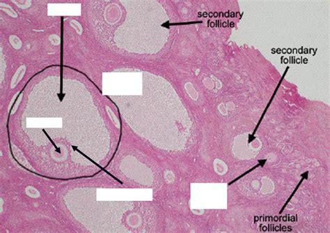 Bio 1031 Follicles Diagram Quizlet
