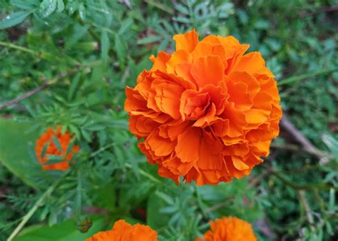 Xiaomi Redmi Note Pro Review Meaningful Upgrade With Feature Rich Camera IBTimes India