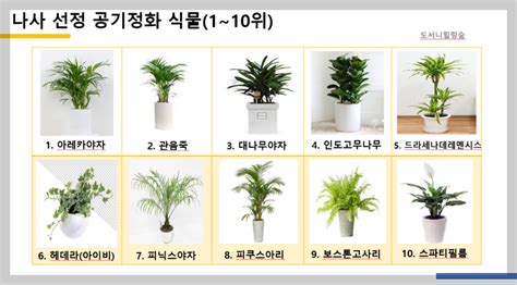 실내공기 정화식물 순위 Top 1~50 식물 종류 And 설명 포함