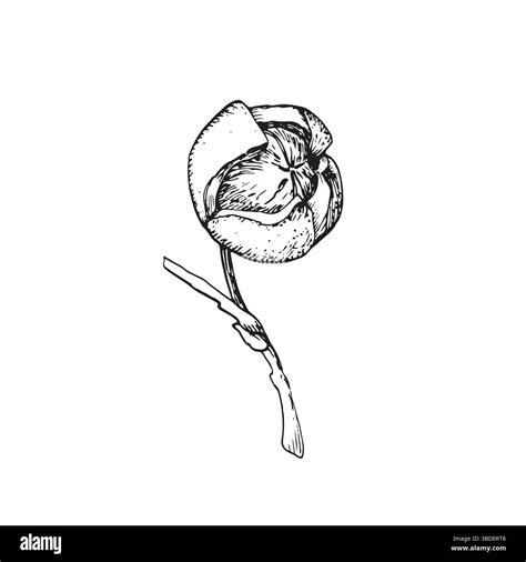 Walnut Kernel In Shell Vector Illustration Hand Drawn With Ink Black