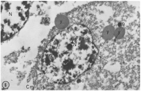 Fragment Of Gastrula And Nucleus Isolated From Gastrula Cell The