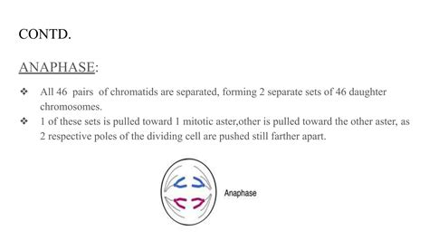 Cell Cycle And Apoptosis In Detail Pdf