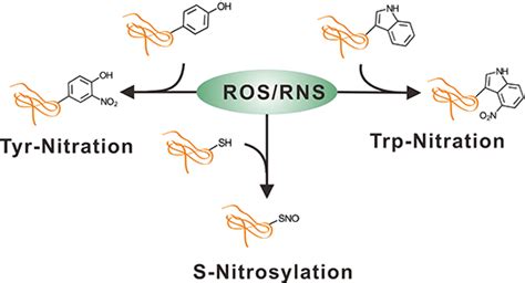 Deepnitroprediction Of Protein Nitration And Nitrosylation Sites Based On The Deep Learning