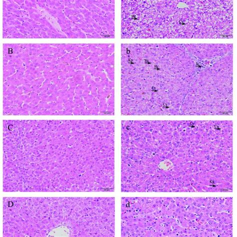 Effects Of Lps Induction On The Liver Microstructure Of The Weaned Download Scientific Diagram
