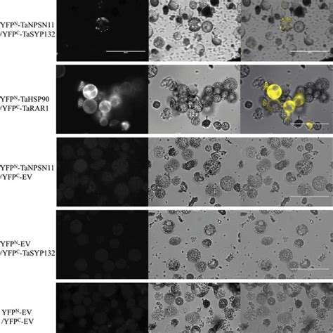 Bimolecular Fluorescence Complementation Bifc Assay Showing Download Scientific Diagram