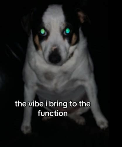 The Vibe I Bring To The Function Image Gallery List View List View