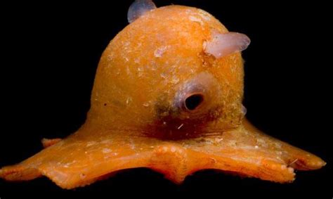 Forbidden Glazed Timbit R Forbiddensnacks