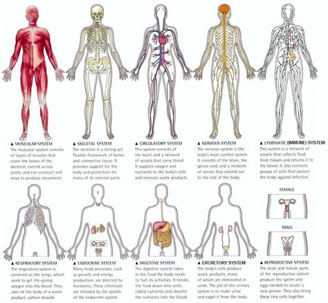 11 Body Systems And Organs Human Anatomy Systems Medical Body Map