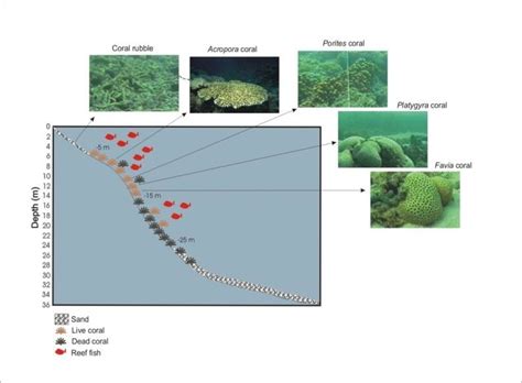 Structure And Zonation Of Corals Community In Fringing Coral Reefs