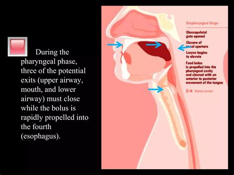 Anatomy And Neurophysiology Of Swallowing Pdf
