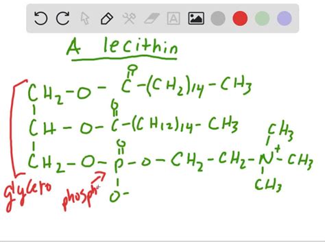 Solved Draw The Condensed Structural Formula For The Lecithin That Con Tains Two Palmitic Acids