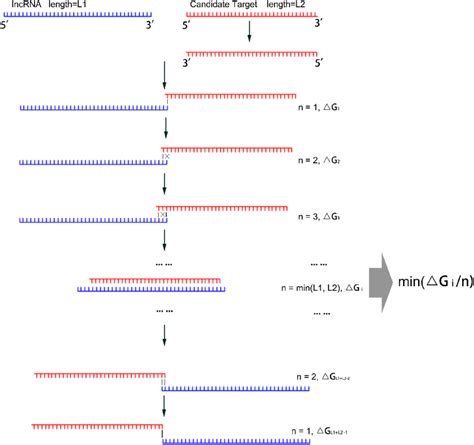 the execution process of the algorithm download scientific diagram
