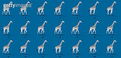 Giraffe Walk Cycle Animation Frames Loop Animation Sequence Sprite