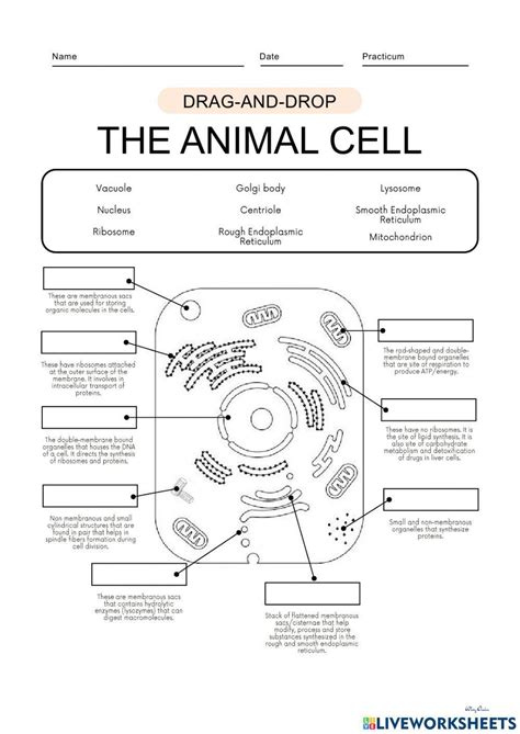 Plant Cell And Animal Cell Diagram Worksheet Pdf Worksheets Library