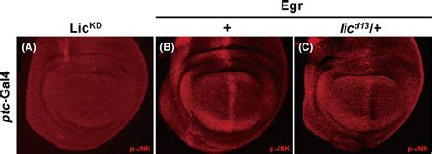 Heterozygous Lic Mutation Suppresses Ectopic Egr‐induced Jnk Download Scientific Diagram