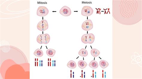 Meiosis Notes Slides Biology Powerpoint Pptx