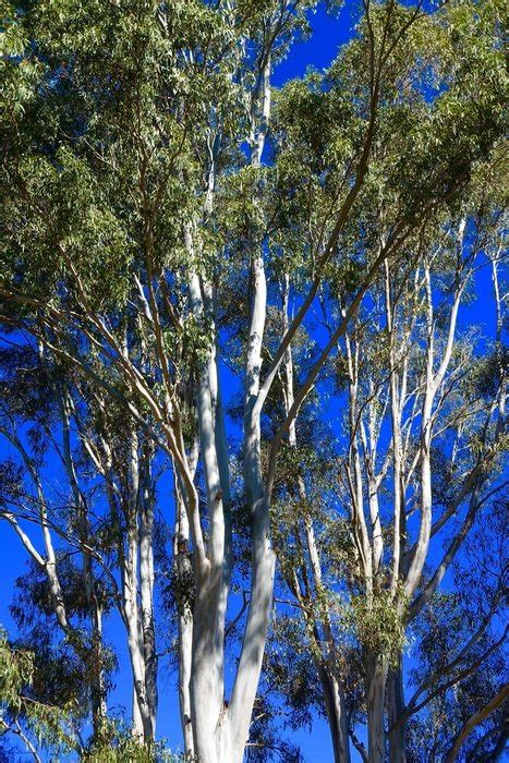 Eucalyptus Trees Free Image Download
