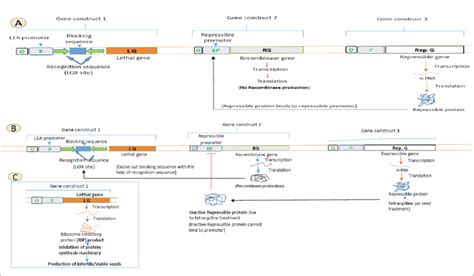 A B C Schematic Representation Of Terminator Technology