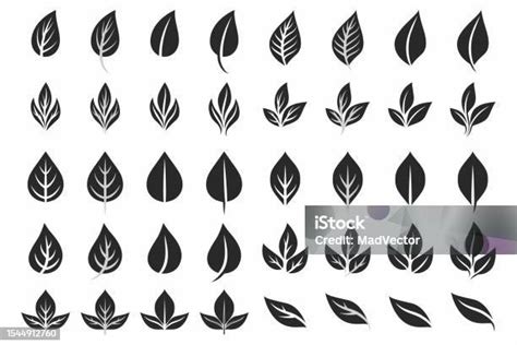 벡터 플랫 흑백 잎 아이콘 세트가 분리되어 있습니다 나뭇잎 수집 디자인 장식 요소 봄 여름 나뭇잎 식물 허브 로고 엠블럼 디자인 벡터 일러스트레이션 T 셔츠에 대한 스톡