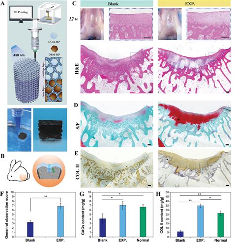 3d Printing Of Osteochondral Scaffold For Osteochondral Defect Repair Download Scientific