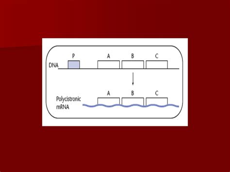 Gene Regulation And Genetic Related Presentation Ppt