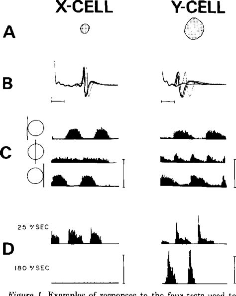 Figure 1 From Recovery Of Y Cells In The Lateral Geniculate Nucleus Of