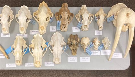 Polar Bear Skeleton