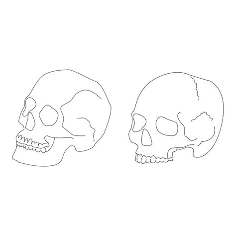 Premium Vector Human Skull Outline