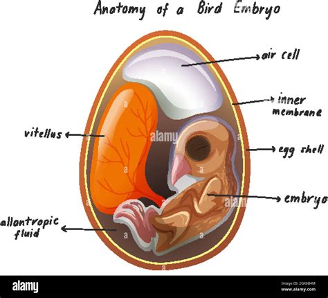 Anatomy Of A Bird Embryo Stock Vector Image And Art Alamy