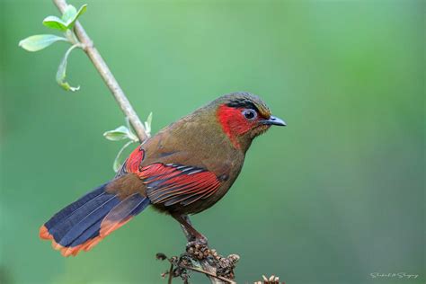 Saikat Ghosh Insearchpk