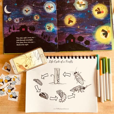 Fireflies In The Garden Learning Pack With Firefly Life Cycle The