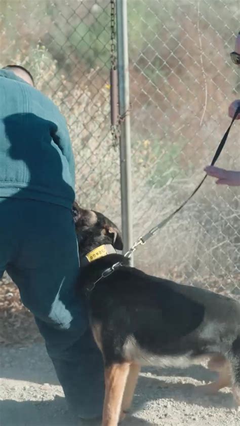A Behind The Scenes Look At K 9 Selection Day At Adlerhorst