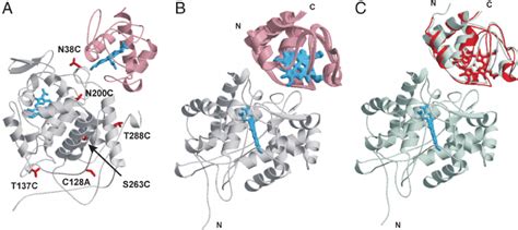 Solution Structure Of The CcCcP Complex A The Residues Of CcP Download Scientific Diagram